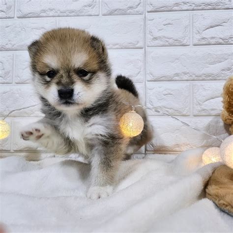 Bbs 애견분양 시바이누분양 특수견전문