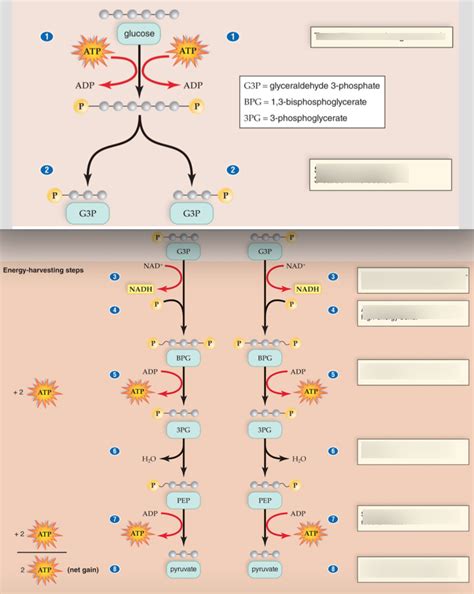 Glycolysis Reaction Diagram Quizlet