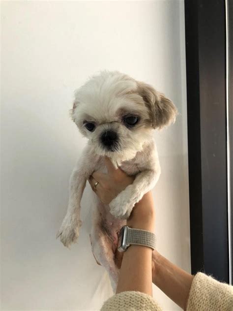 시츄콩이 책임무료분양 강아지분양 고양이분양 컴투펫 시츄 셔틀랜드쉽독 말티푸 미니핀 치와와 요크셔테리어 포메라니안 말티즈 분양