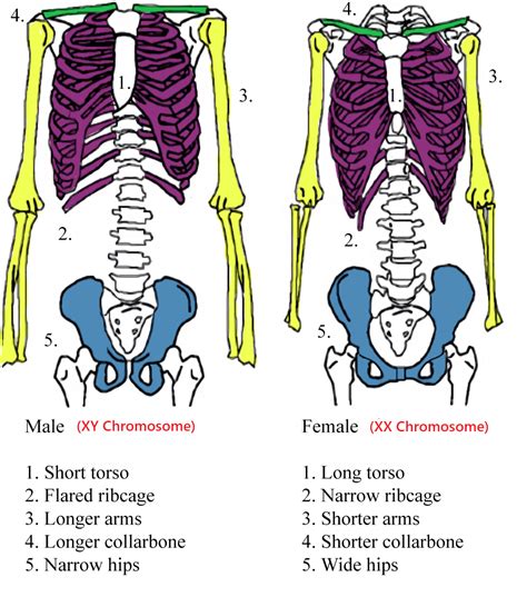 Xy Chromosome Male