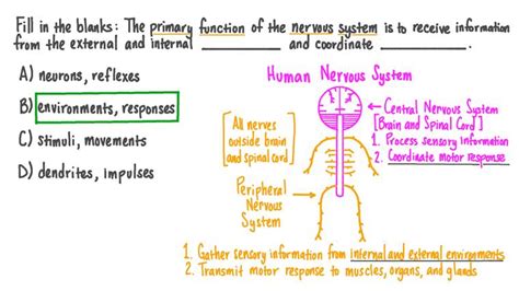 Lesson Organization Of The Nervous System Nagwa