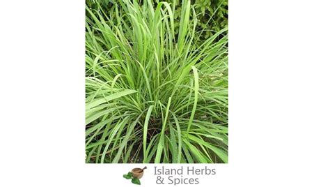 Fever Grasslemon Grass Organic Crush Leaves Etsy