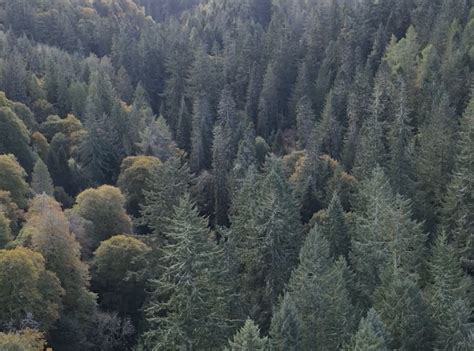 Scottish Forestry Home