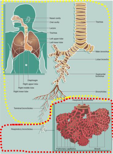 Histology Of The Respiratory System Flashcards Quizlet
