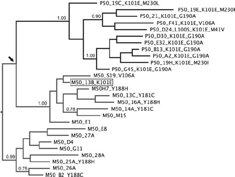Majority Rule Consensus Tree Of The Bayesian MCMC Analyses Only Download Scientific Diagram