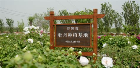 芍药根提取物：一种黑色素抑制剂 知乎