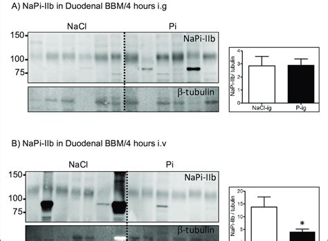 Effect Of Acute Administration Of Pi On The Duodenal Napi Iib Protein Download Scientific