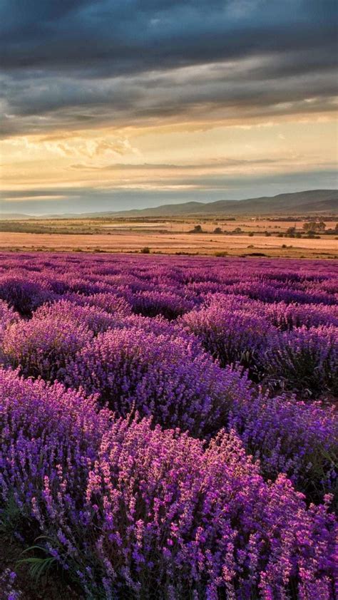 Pin By Clawdeen On Photograph Field Wallpaper Beautiful Nature