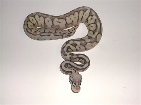 Female Pewter Bee Het Hypo Ball Python Female Pewter Bee Het Hypo Ball Python