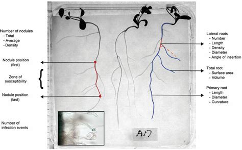 Root System Architecture Traits Under Consideration Image Showing Root Download Scientific