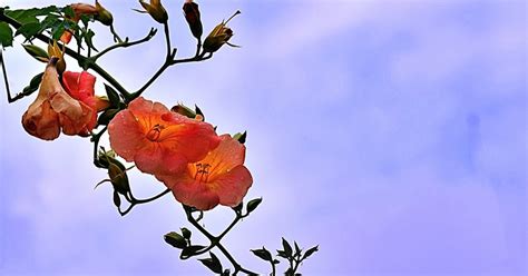 [포토친구] 능소화