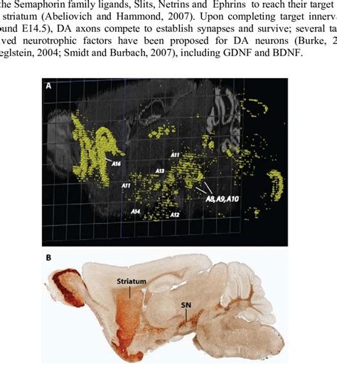 Dopaminergic Cell Groups And The Nigrostriatal Pathway A