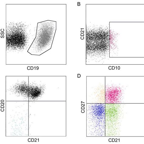 Flow Cytometry Gating Strategies For B Cell Phenotyping Facs Plots Of Download Scientific