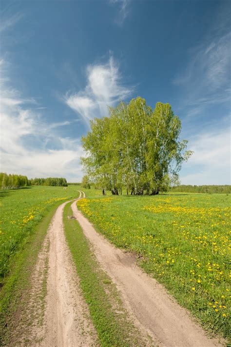 꽃이 만발한 들판을 지나는 경치 좋은 시골 흙길 · 무료 스톡 사진