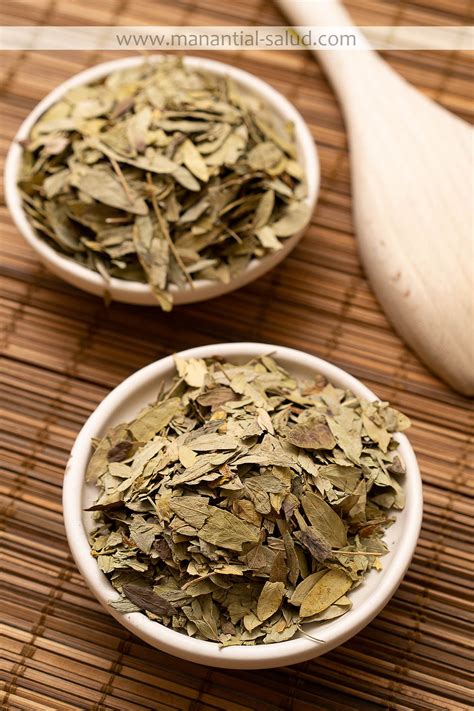 El Sen Cassia Angustifolia Es Un Manantial De Salud