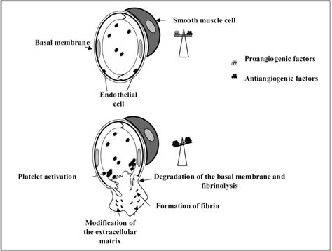 Vasculogenesis And Angiogenesis Molecular And Cellular Controls Part 1 Growth Factors Pmc