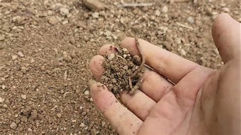 열무 씨앗 이렇게 뿌리시면 벌레 적게 먹고 무농약 재배 가능합니다 Youtube