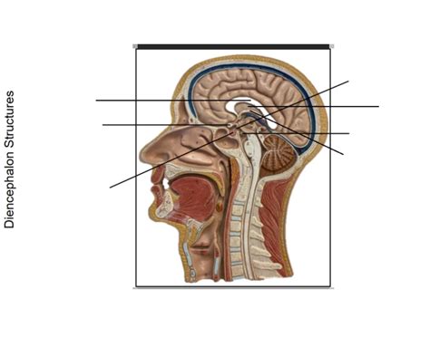 Cerebral And Diencephalon Structures Quiz