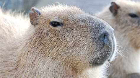 Download A Close Up Of A Capybara Sitting On The Grass