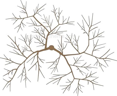 Pruning Apple Trees In 3 Easy Steps