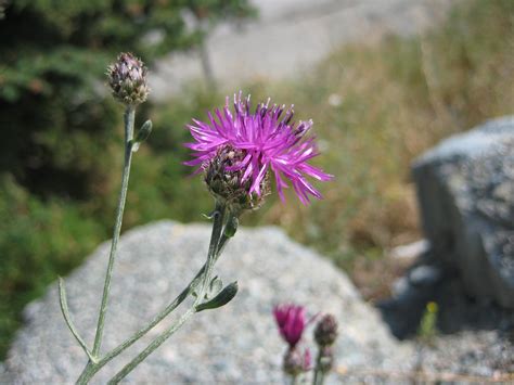 Diffuse Knapweed