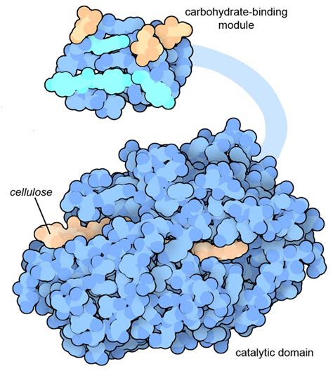 Enzyme Break Down Cellulose At Pablo Joyce Blog