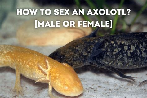 How To Sex An Axolotl Male Or Female Pets From Afar