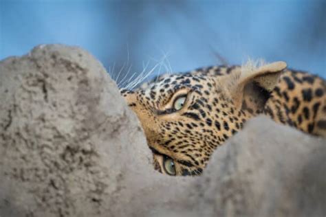How Fast Can A Leopard Run It S Slower Than Most Of Its Prey
