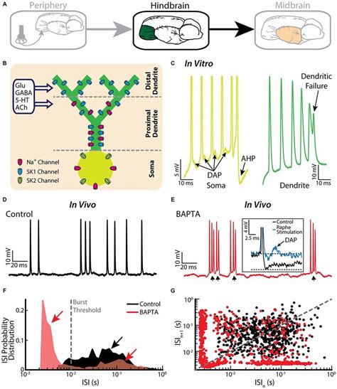 Bursting In Neurons In The Hindbrain Ell A Ell Pyramidal Cells