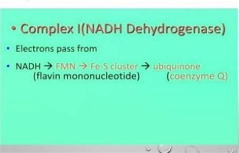 Complex Inadh Dehydrogenase Electrons Pass From Nadh → Fmn → Fe S