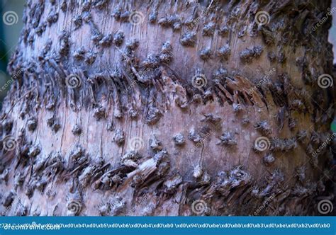 Texture Of A Palm Tree Stem Stock Image 232398625