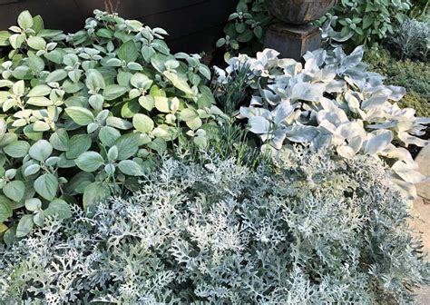 How To Create A Dramatic Border Of Silver Tone Plants