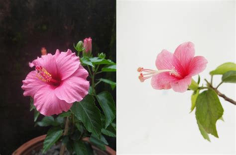 7 самых неприхотливых домашних растений для озеленения квартиры