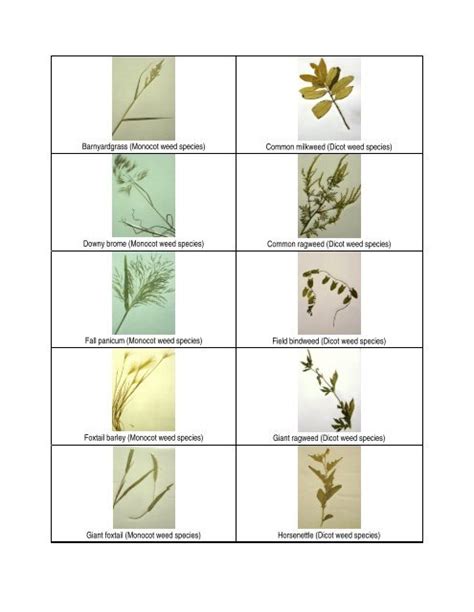 Barnyardgrass Monocot Weed Species Common Milkweed Dicot