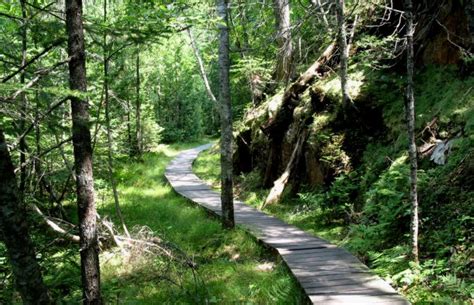 Ontario Trees And Shrubs