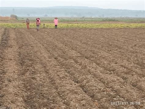 မင်းကင်းမြို့နယ် ဆည်ချောင်းကျေးရွာ တောင်သူဦးဉာဏ်ဝင်းစိုက်ခင်း၌ ရေဆင်း၁