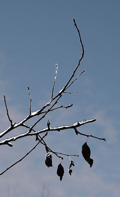 Zweig Winter Tote Blätter Starke Kostenloses Bild Auf Pixabay