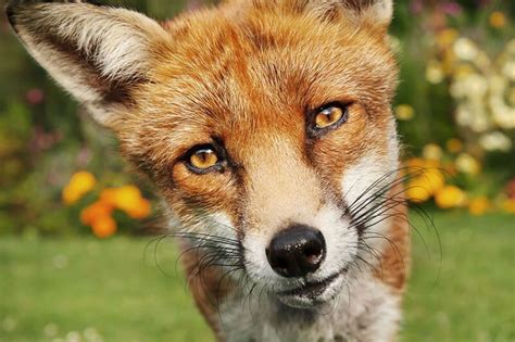 ببینید خنده از ته دل عجیب روباه در آغوش دختر جوان خبرآنلاین