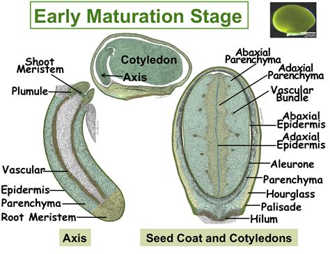 Soybean Seed Structure