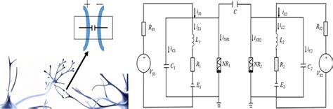 Two Fhn Neurons Are Connected By Using A Capacitor C Download Scientific Diagram
