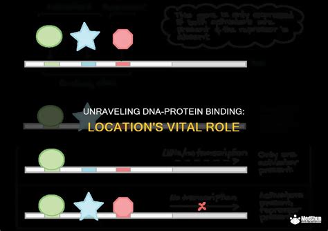 Unraveling Dna Protein Binding Locations Vital Role Medshun