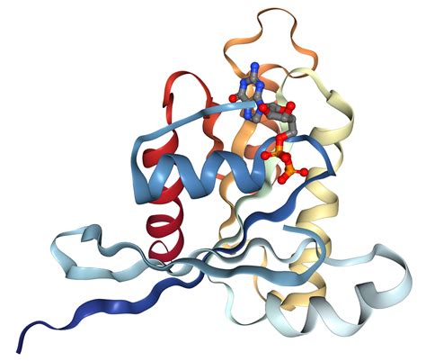 Rab9a General Information Sino Biological
