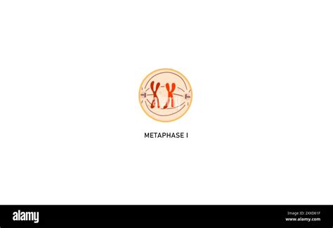 Metaphase In Meiosis Cut Out Stock Images And Pictures Alamy