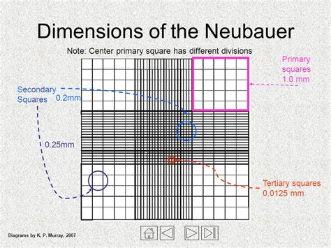 Manual Cells Counting With Hemocytometerimproved Neubauer 49 Off