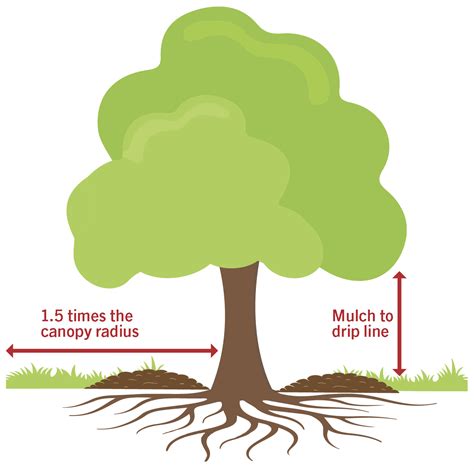 How To Calculate Tree Drip Line At Phoebe Hercus Blog