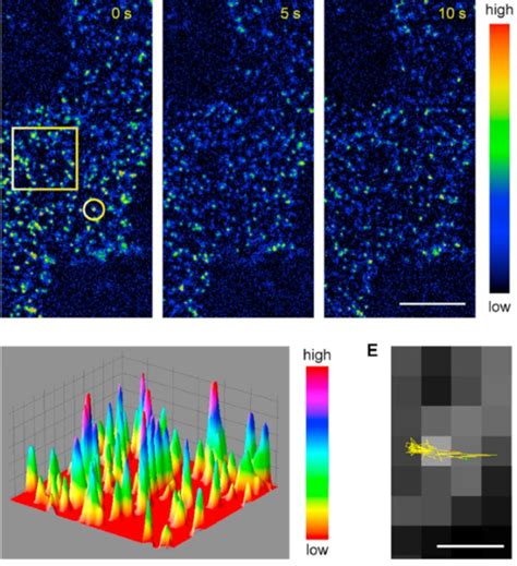 Review Single Particle Tracking For The Quantification Of Membrane Protein Dynamics In Living