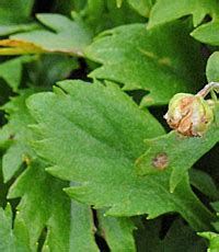 ミヤマオトコヨモギ Artemisia pedunculosa キク科 Asteraceae ヨモギ属 三河の植物観察