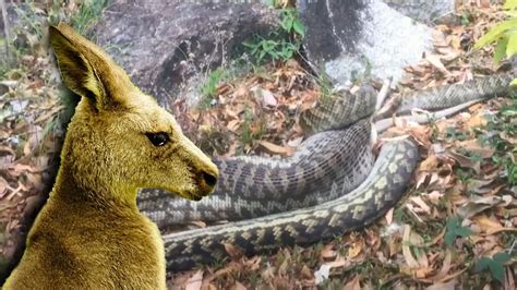 Python Left With A Full Tummy After Devouring Fully Grown Kangaroo