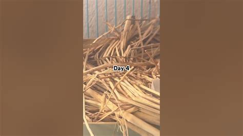 Day4 Sameer Birds Kabutar Youtube