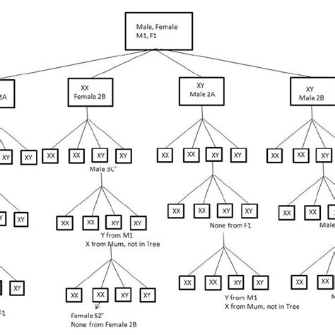 Sex Chromosome Inheritance Download Scientific Diagram
